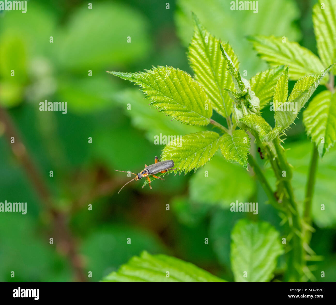 Green leavy hi-res stock photography and images - Alamy