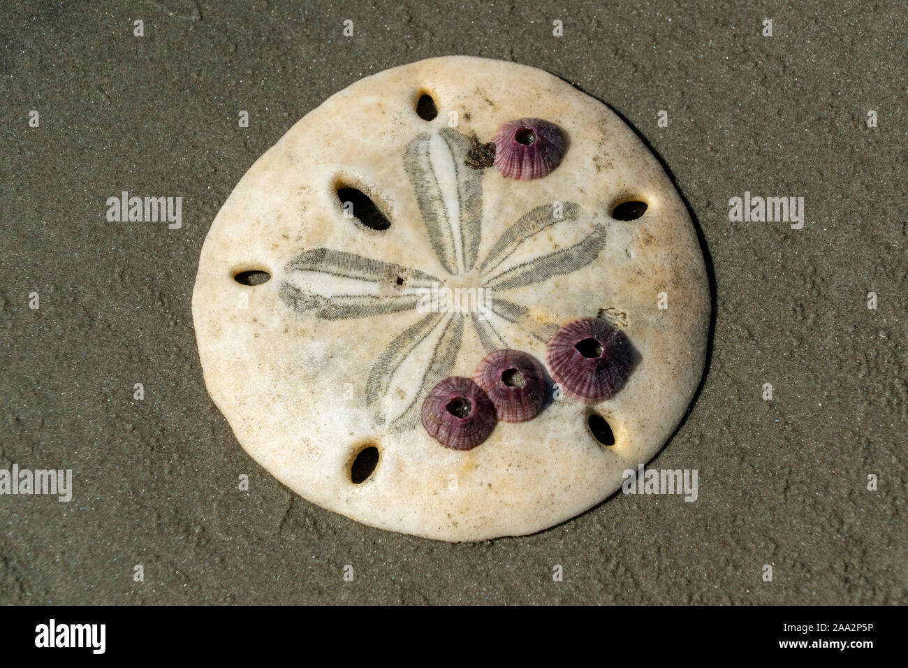 Pansy shell hi-res stock photography and images - Alamy