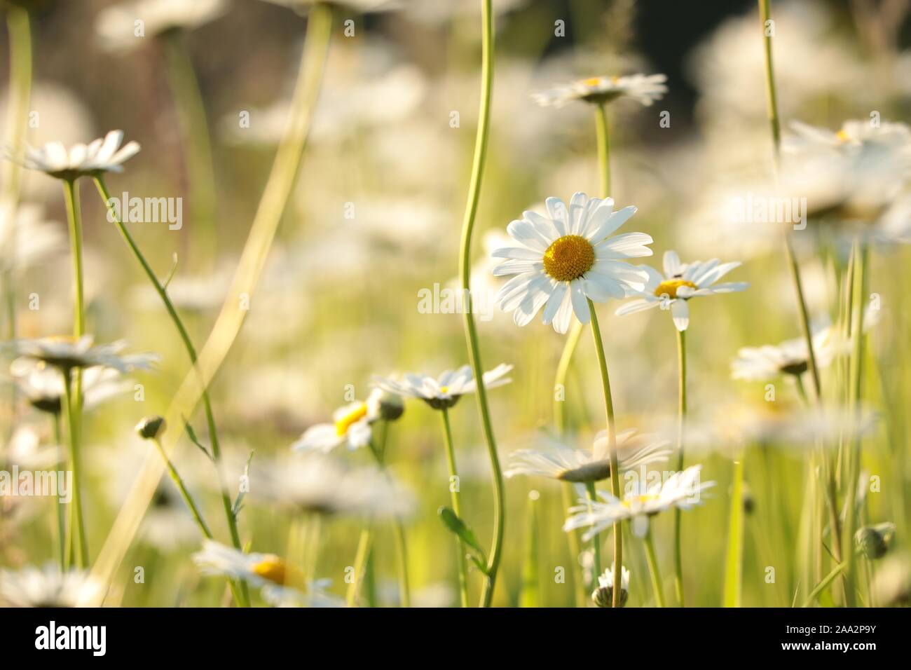 Flowers field sunset daisies hi-res stock photography and images - Alamy