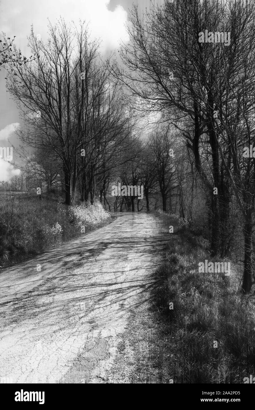 Rural landscape in black and white, country road and trees Stock Photo ...
