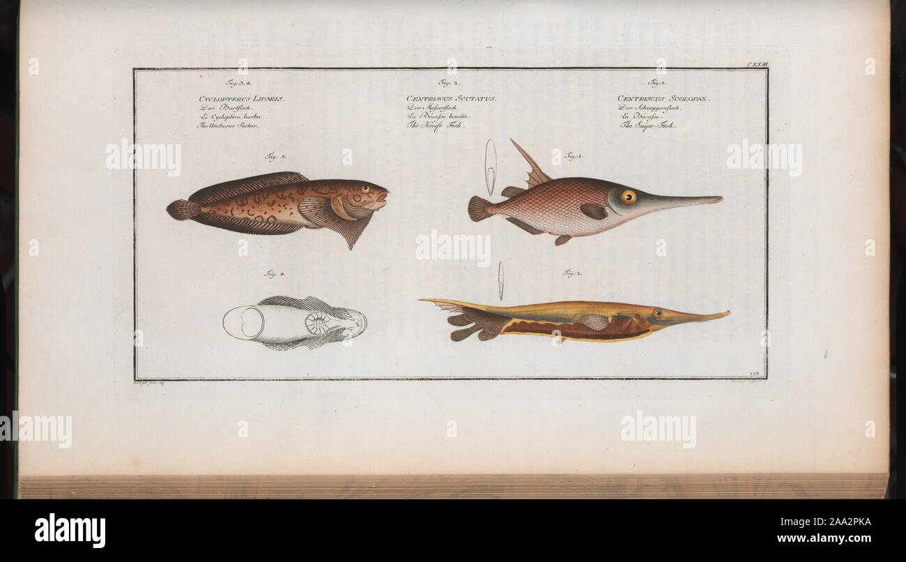 Gross, 1994, #120; 1. Centriscus Scolopax, The Snipe-Fish; 2 ...