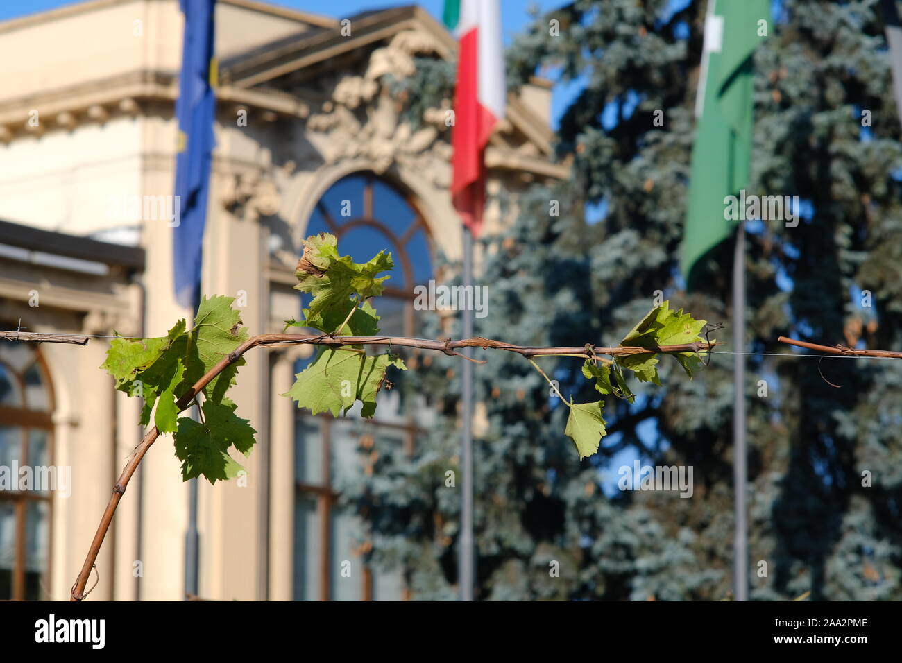 Milan Citylife, Lombardia, Italy. About 10/2019. Vine plants in the ...