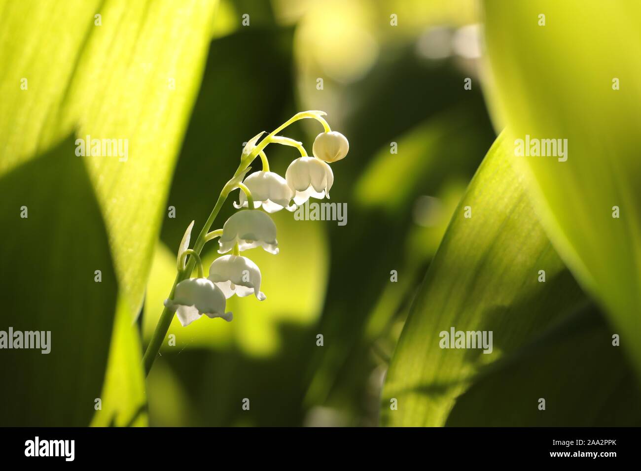 Lilly of the valley detail hi-res stock photography and images - Alamy
