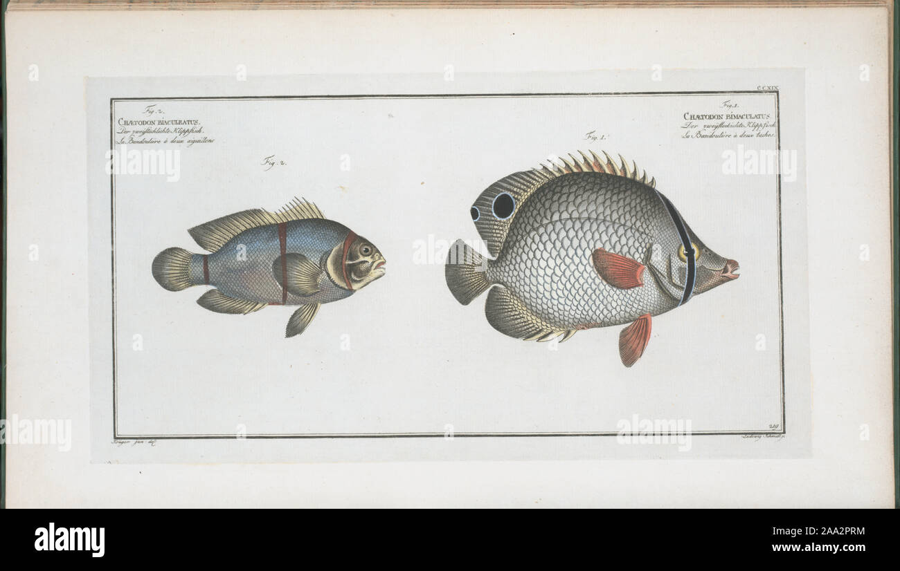 Chaetodon bimaculatus hi-res stock photography and images - Alamy