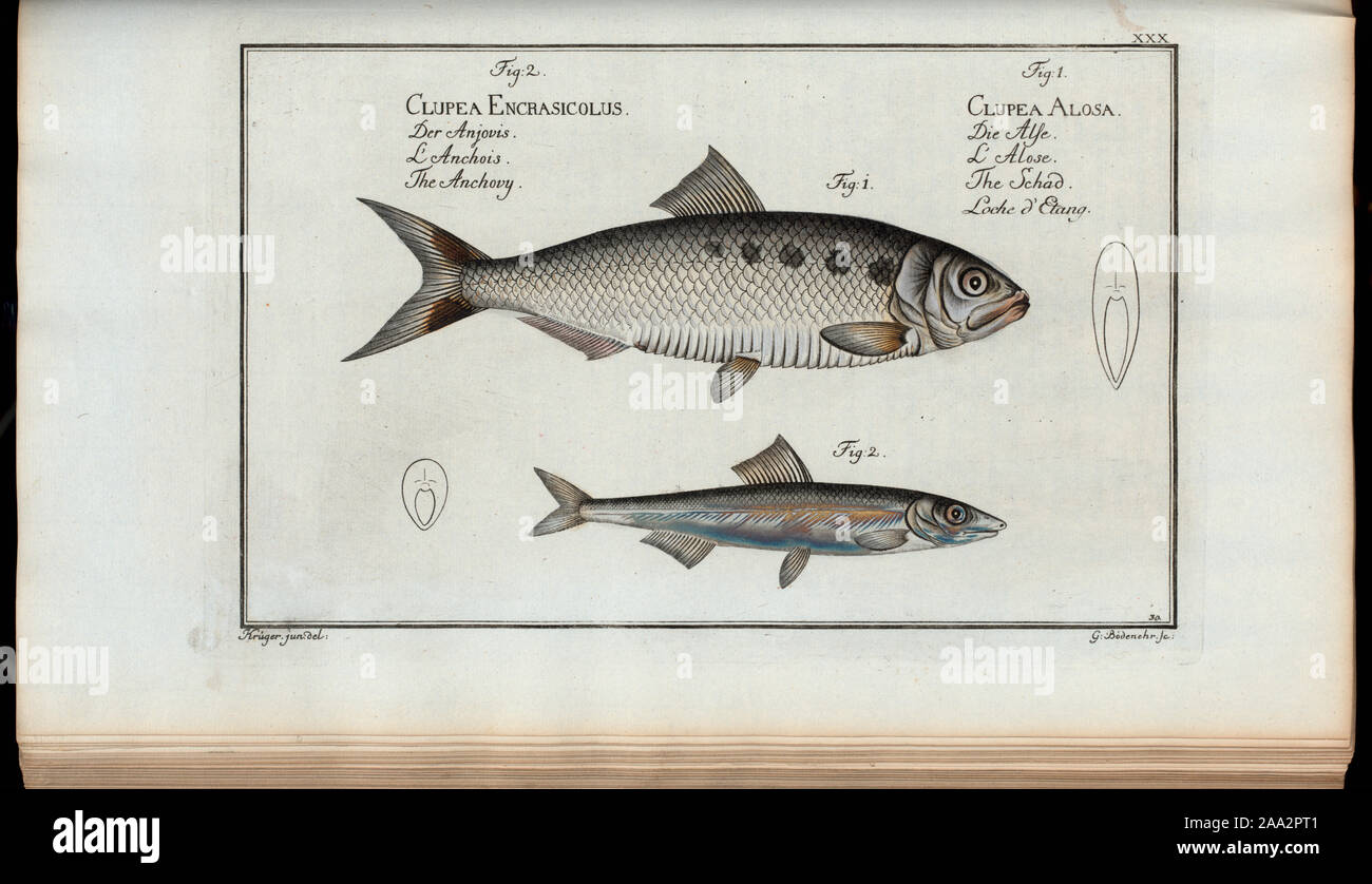Fish species clupea hi-res stock photography and images - Alamy