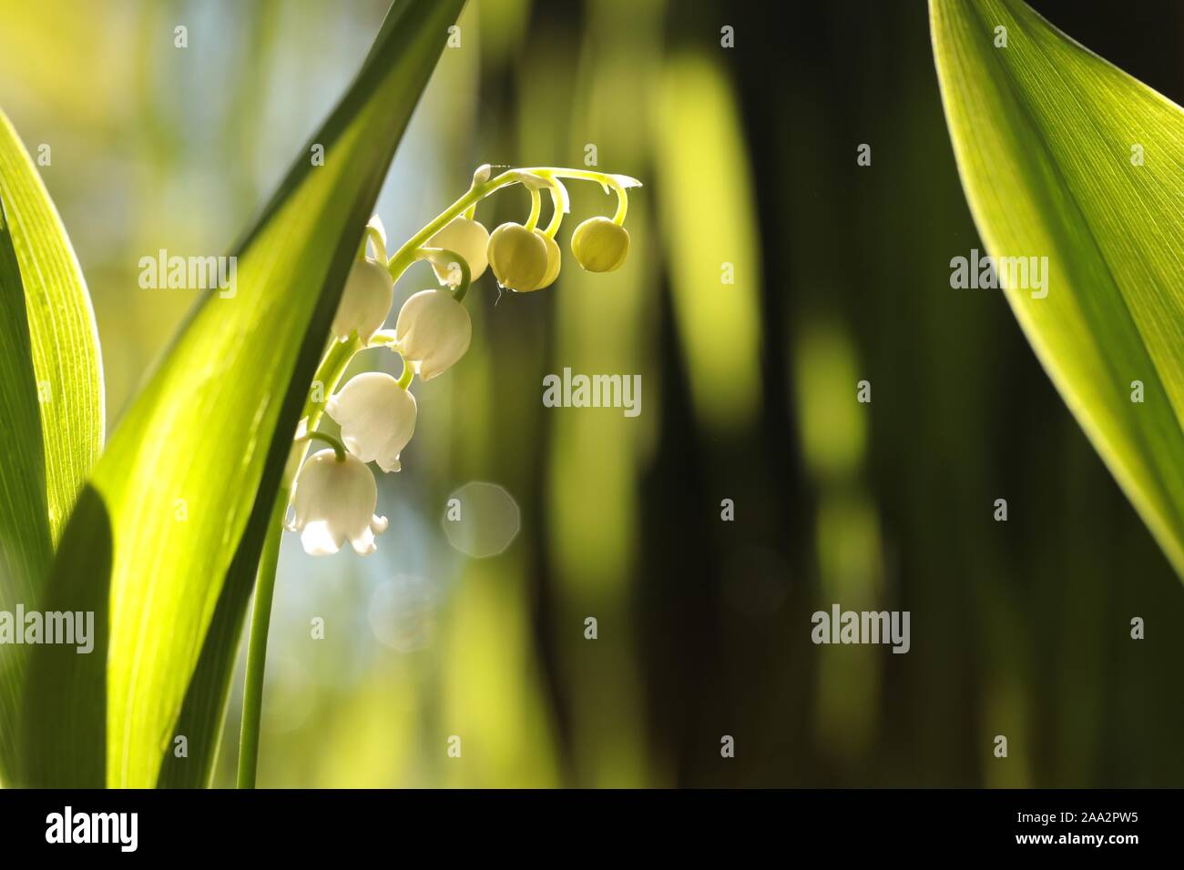 Lilly of the valley white background hi-res stock photography and ...
