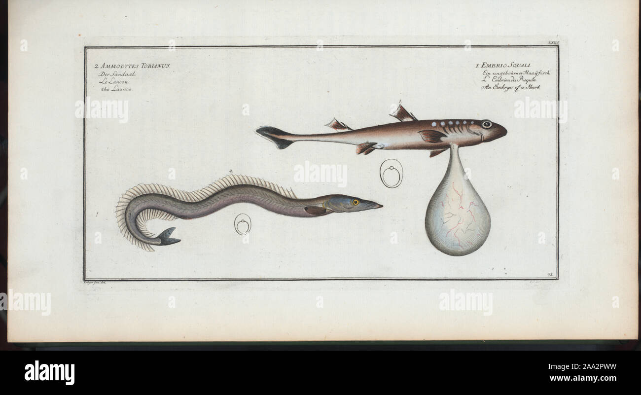 Embryo squali hi-res stock photography and images - Alamy