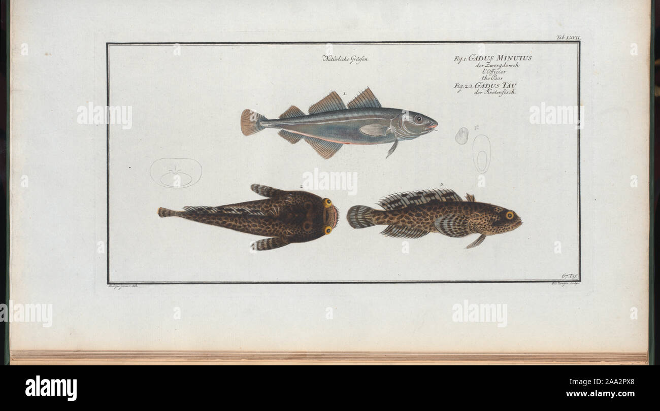 Gadus minutus hi-res stock photography and images - Alamy