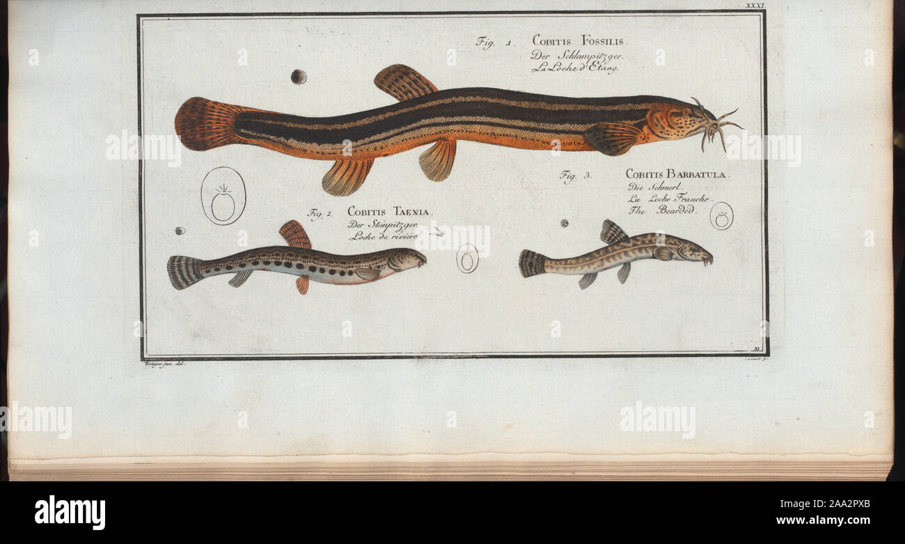Gross, 1994, #120; 1. Cobitis Fossilis, The Muddy-Loach; 2. Cobitis ...
