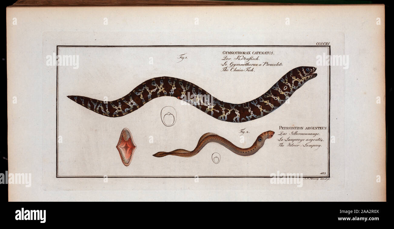 Catenatus High Resolution Stock Photography and Images - Alamy