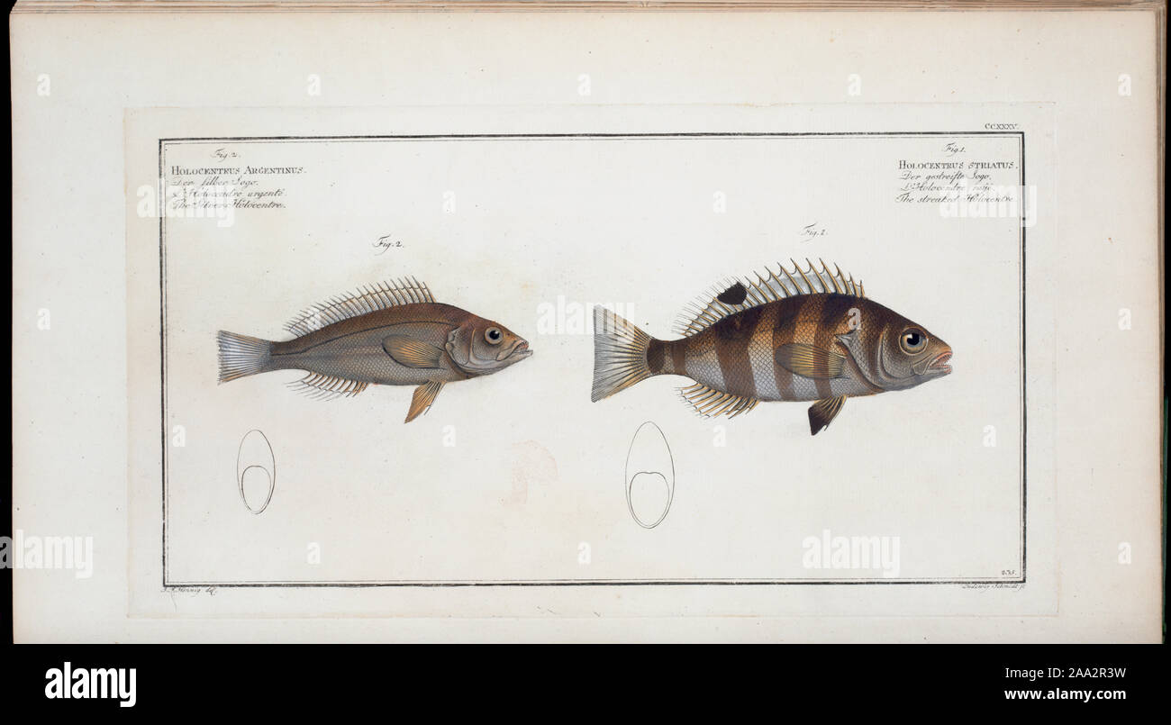 Gross, 1994, #120; 1. Hoocentrus striatus, The streaked Holocentre; 2 ...