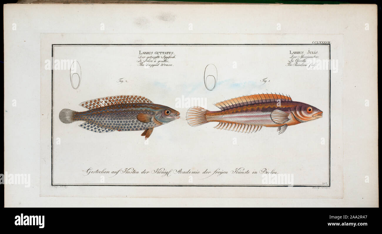 Gross, 1994, #120; 1. Labrus Julis, The Rainbow-fish; 2. Labrus ...