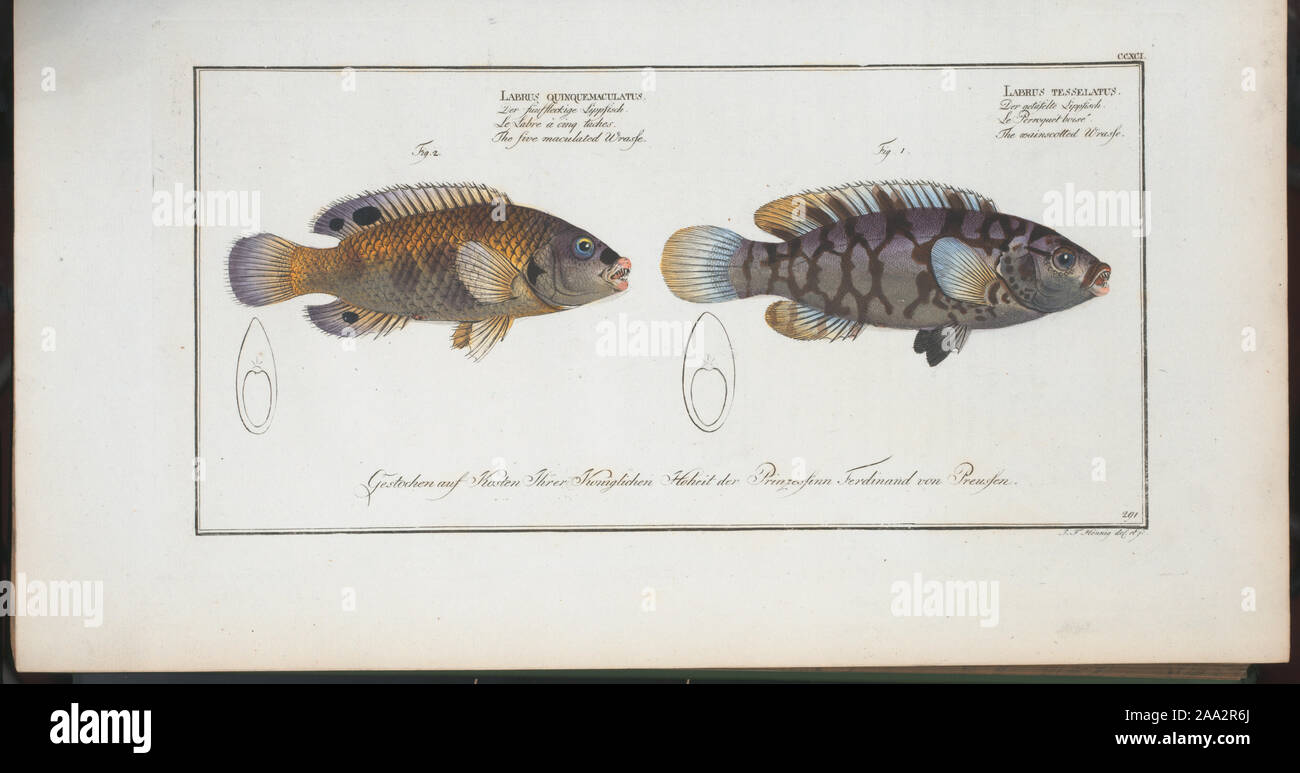 Gross, 1994, #120; 1. Labrus tesselatus, The wainscotted Wrasse; 2 ...