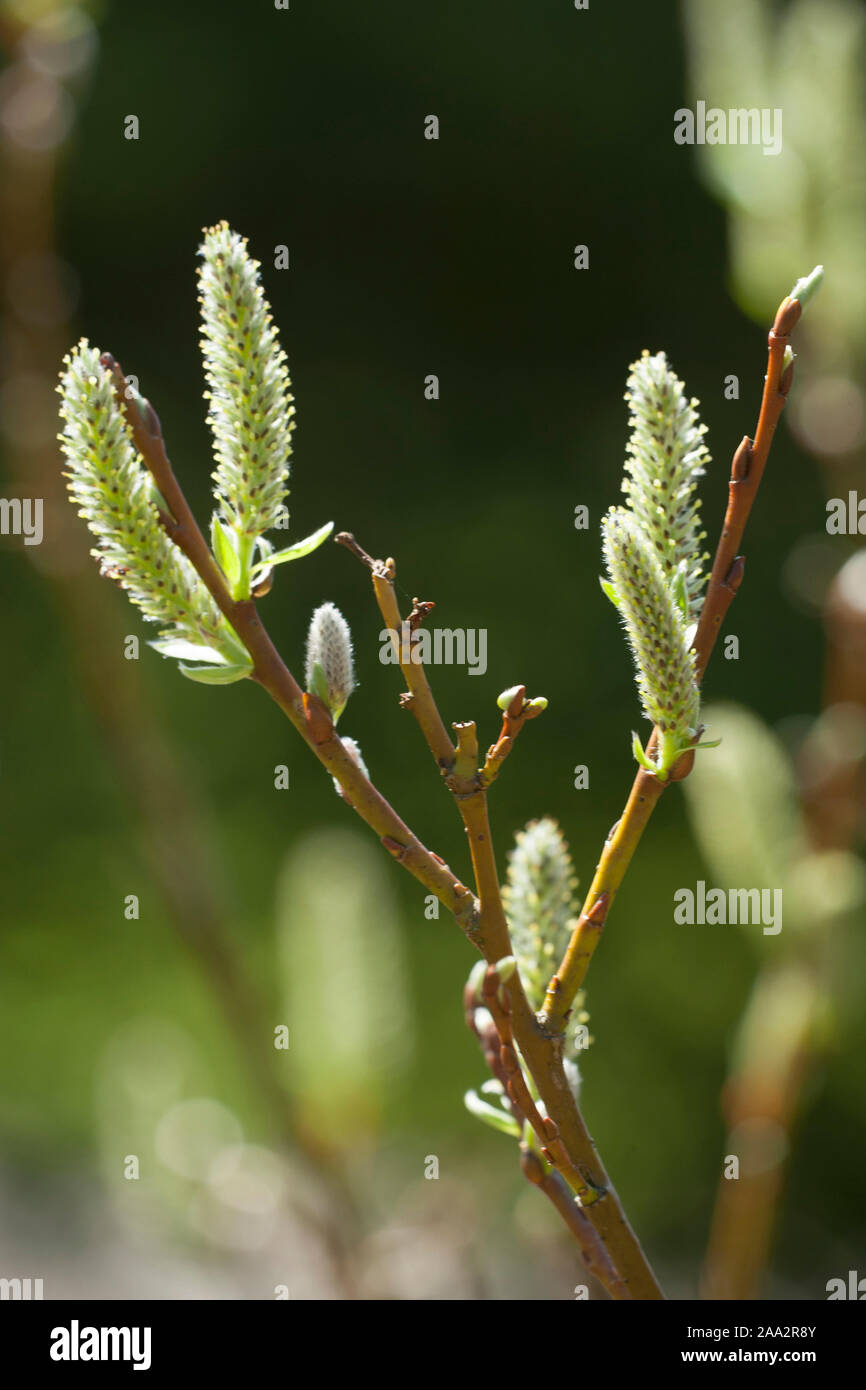 Salix bicolor,Zweifarbige Weide,Shining Dark-Green Willow Stock Photo ...