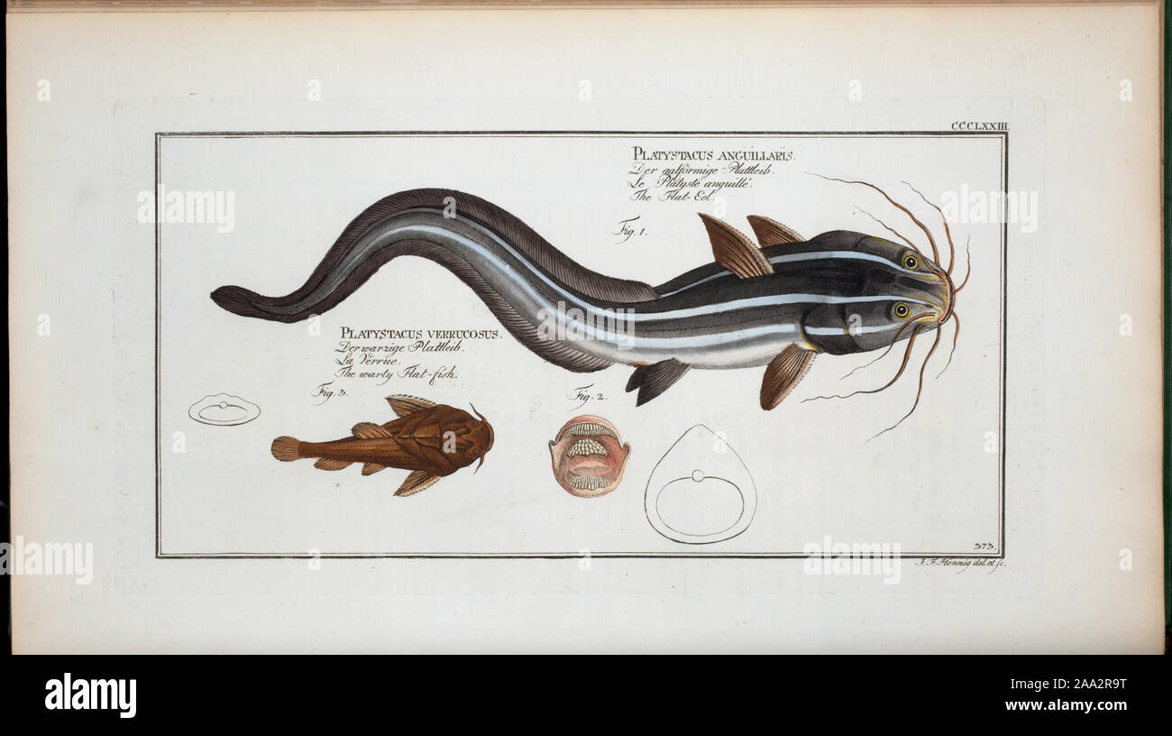 Gross, 1994, #120; 1. Platystacus angullaris, The Flat-Eel; 2 ...