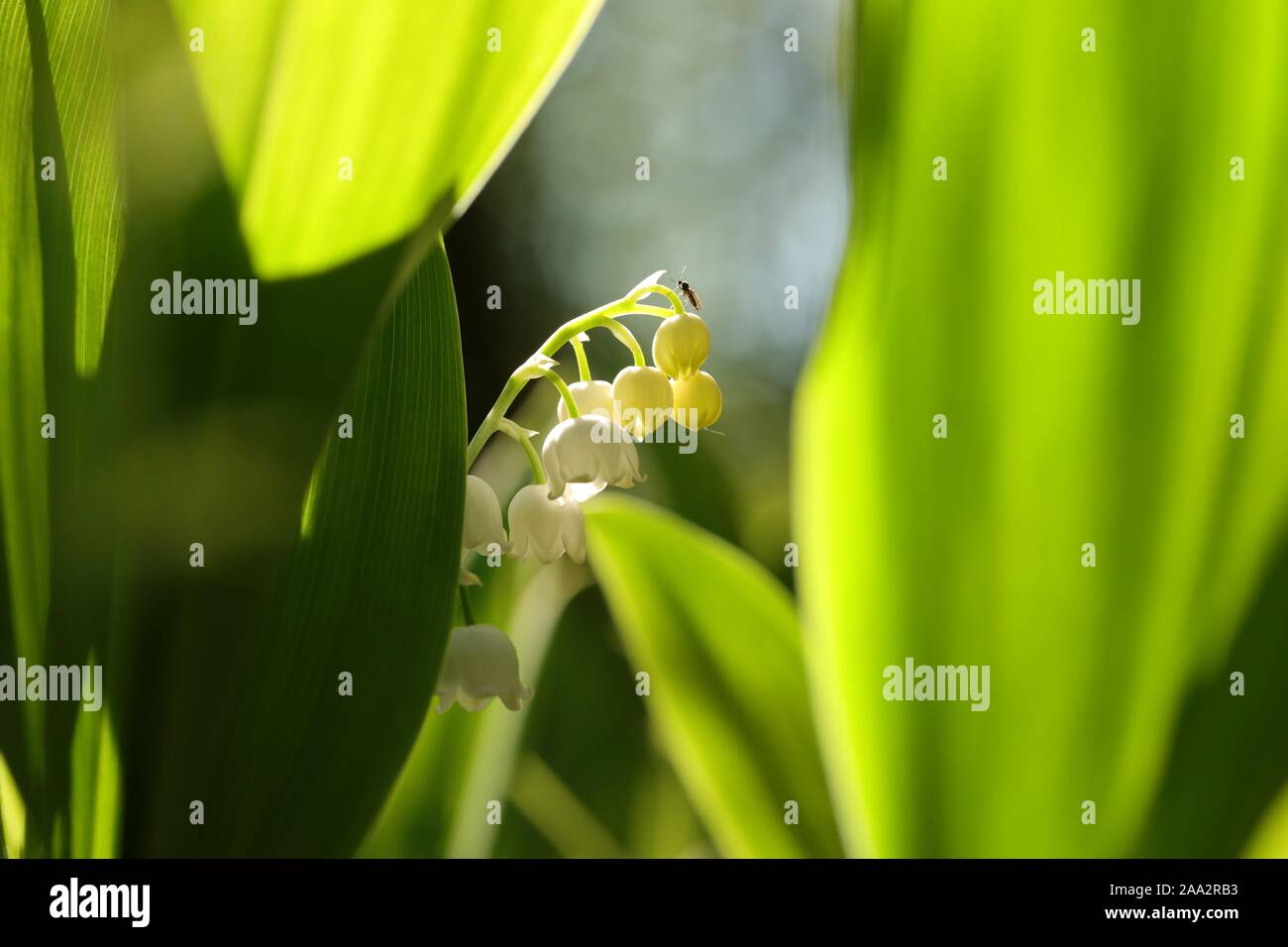 Lily nature forest hi-res stock photography and images - Alamy