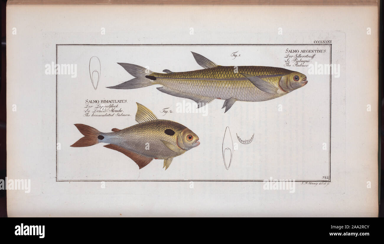 Salmo bimaculatus hi-res stock photography and images - Alamy