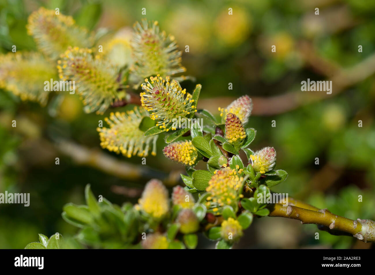 Dwarf Willow Tree High Resolution Stock Photography and Images - Alamy