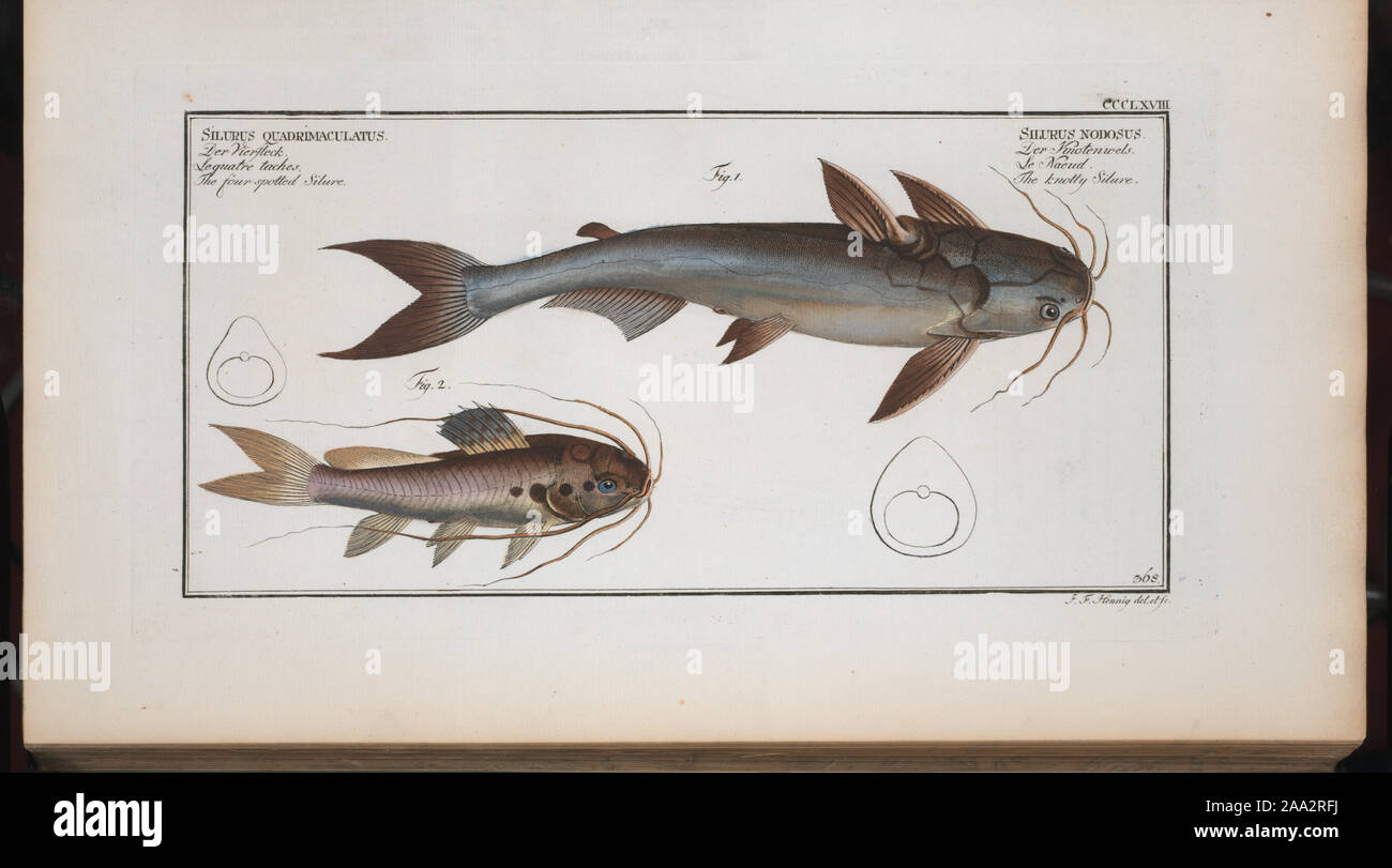 Silurus morphology hi-res stock photography and images - Alamy