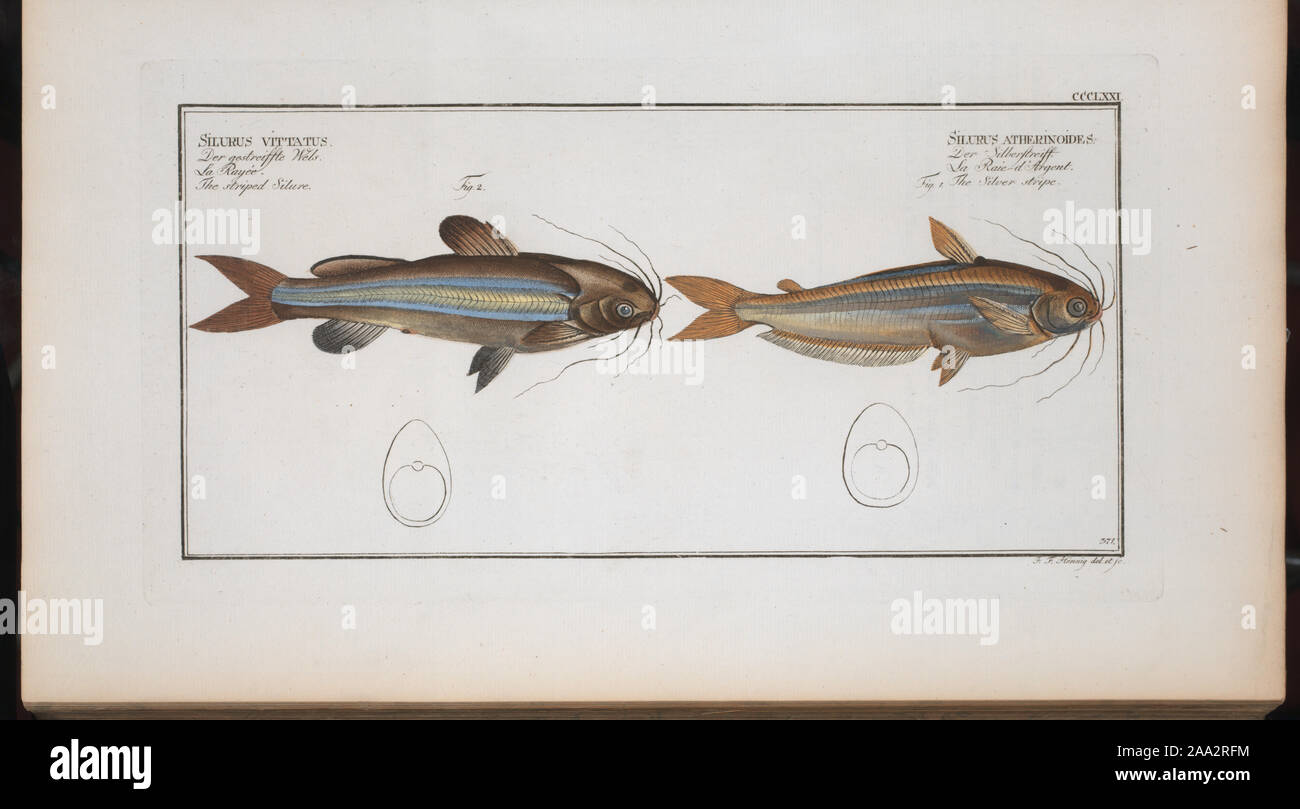 Gross, 1994, #120; 1. Silurus atherinoides, The Silver stripe; 2 ...