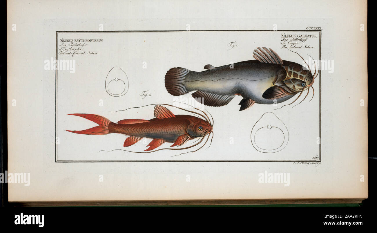 Gross, 1994, #120; 1. Silurus galeatus, The helmed Silure; 2. Silurus ...