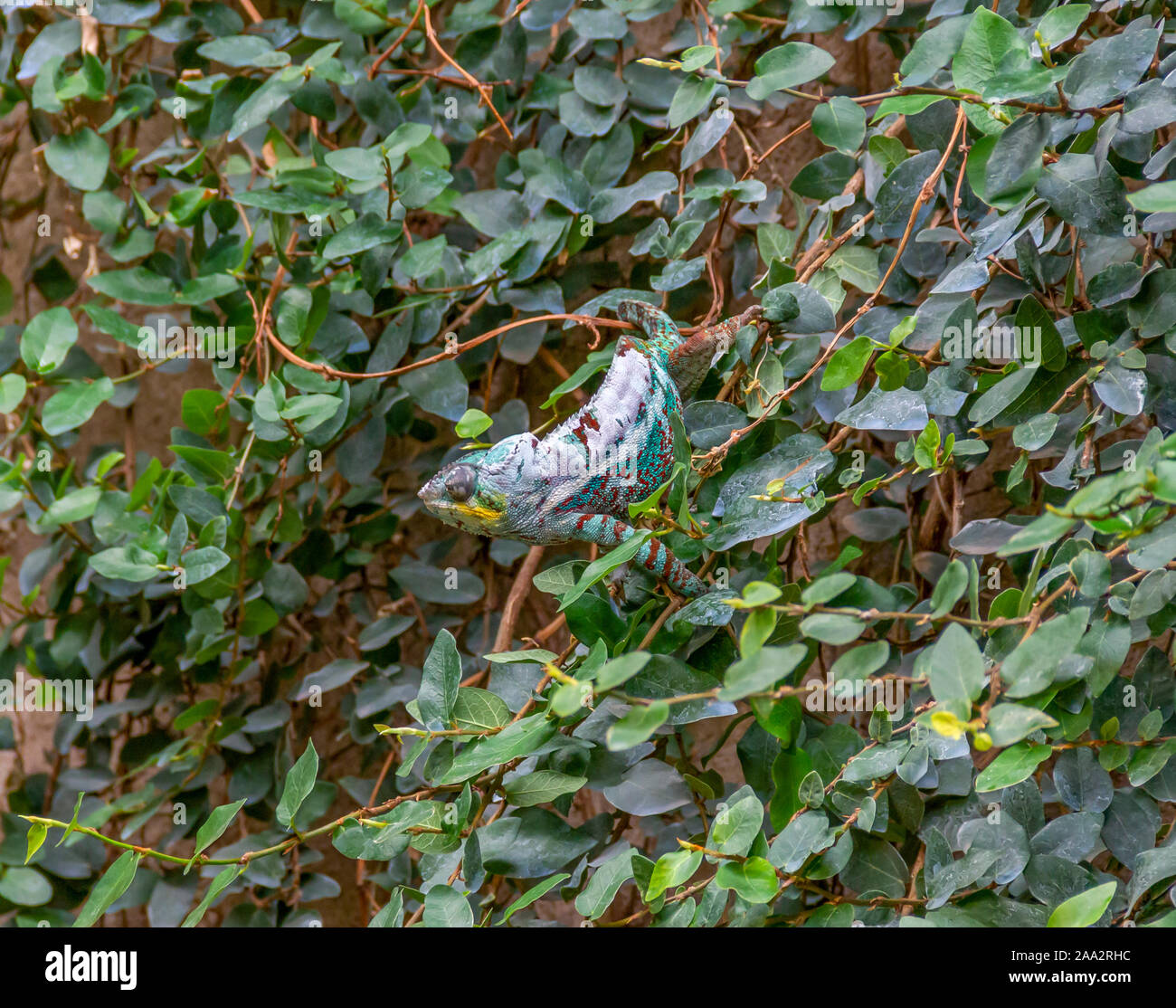 Chameleon in natural habitat hi-res stock photography and images - Alamy