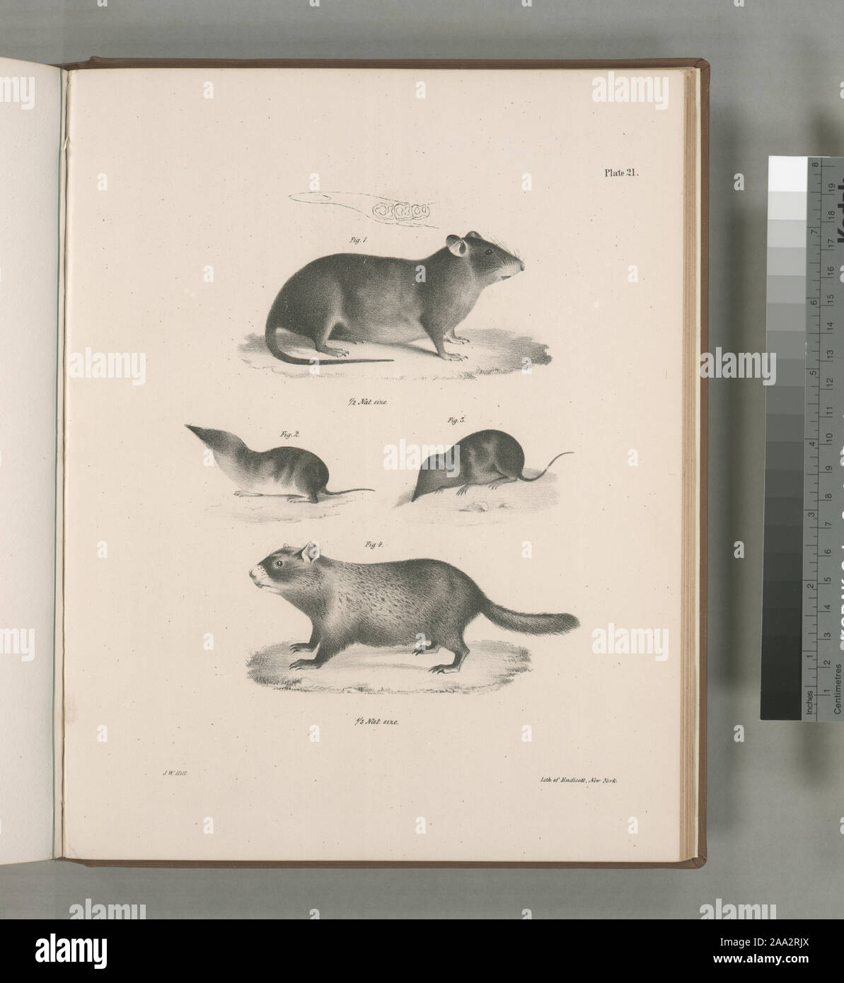 Carolina shrew hi-res stock photography and images - Alamy