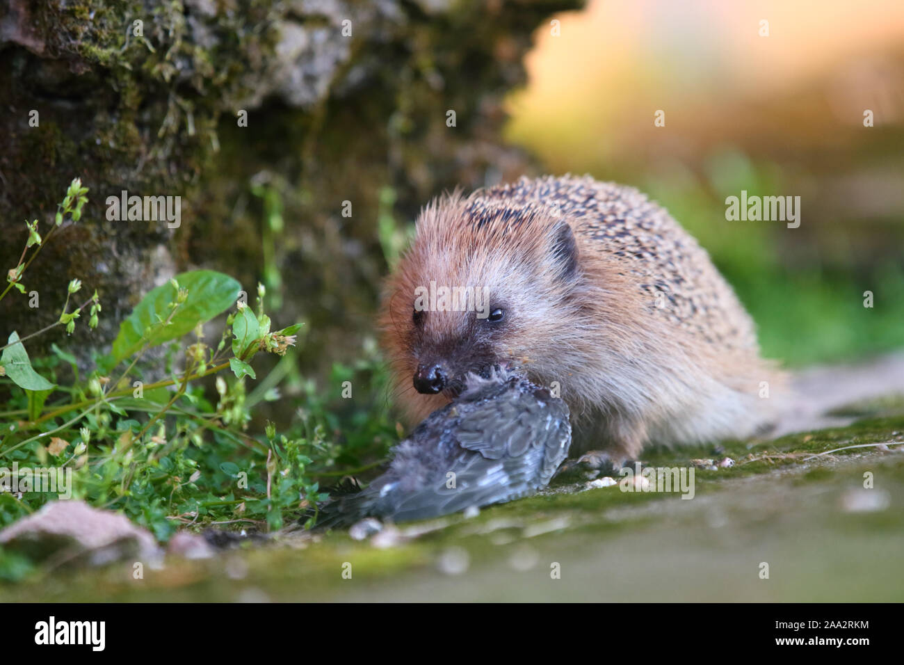 Swift bird hi-res stock photography and images - Alamy