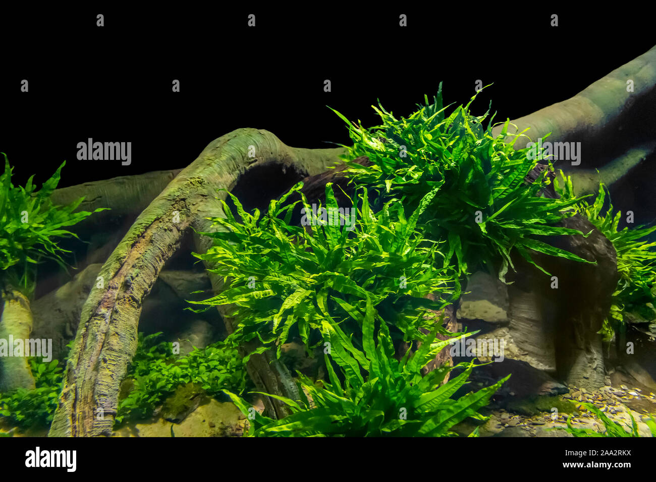 submerged freshwater scenery including some green waterplants Stock ...
