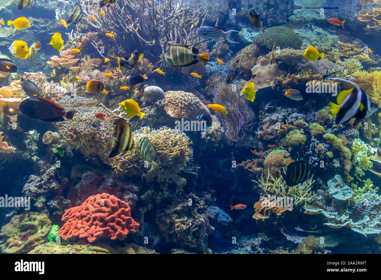 submerge coral reef scenery including lots of colorful fishes Stock ...