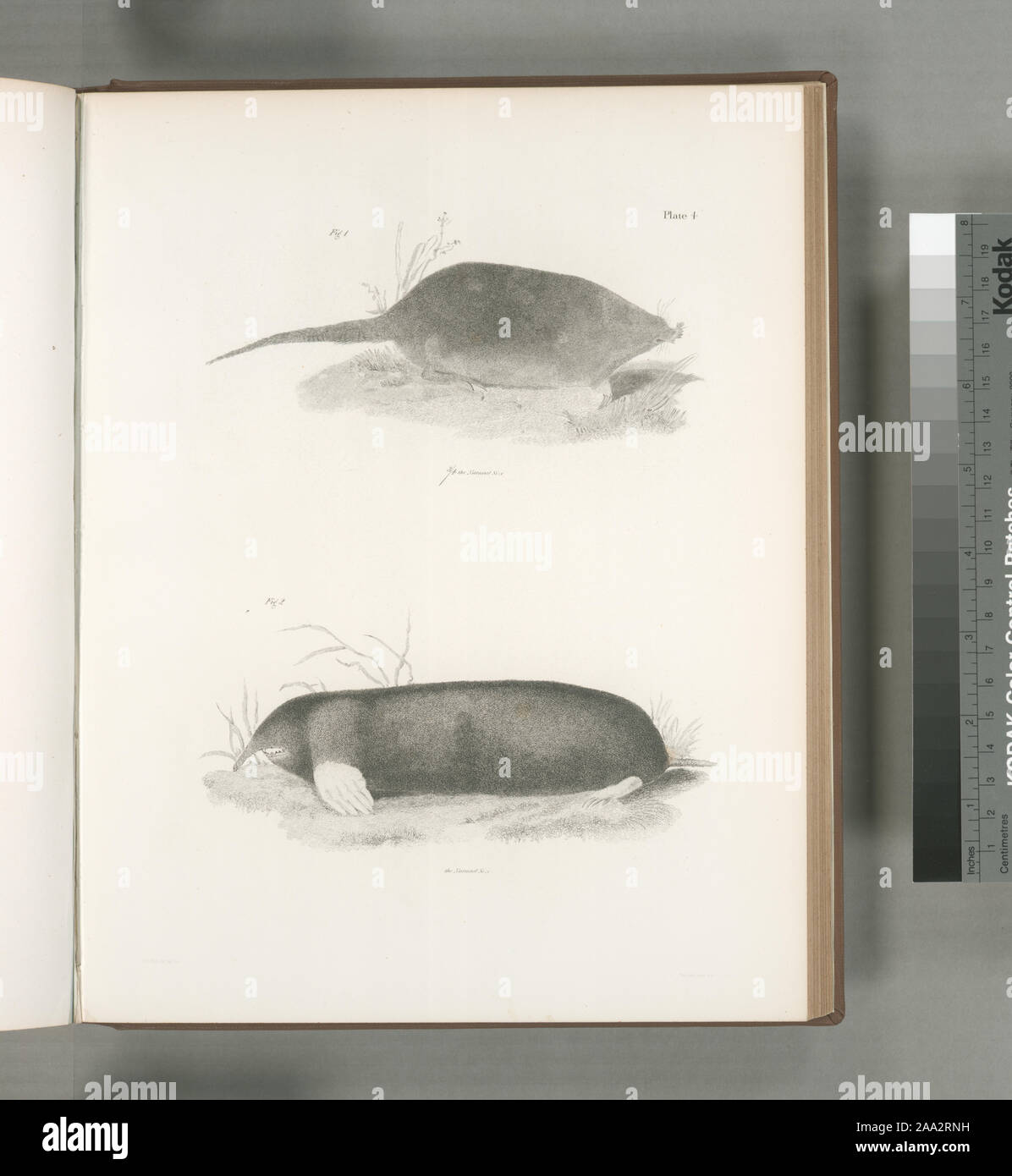 1. The Common Star-nose (Condylura cristata). 2. The Common Shrew-mole ...