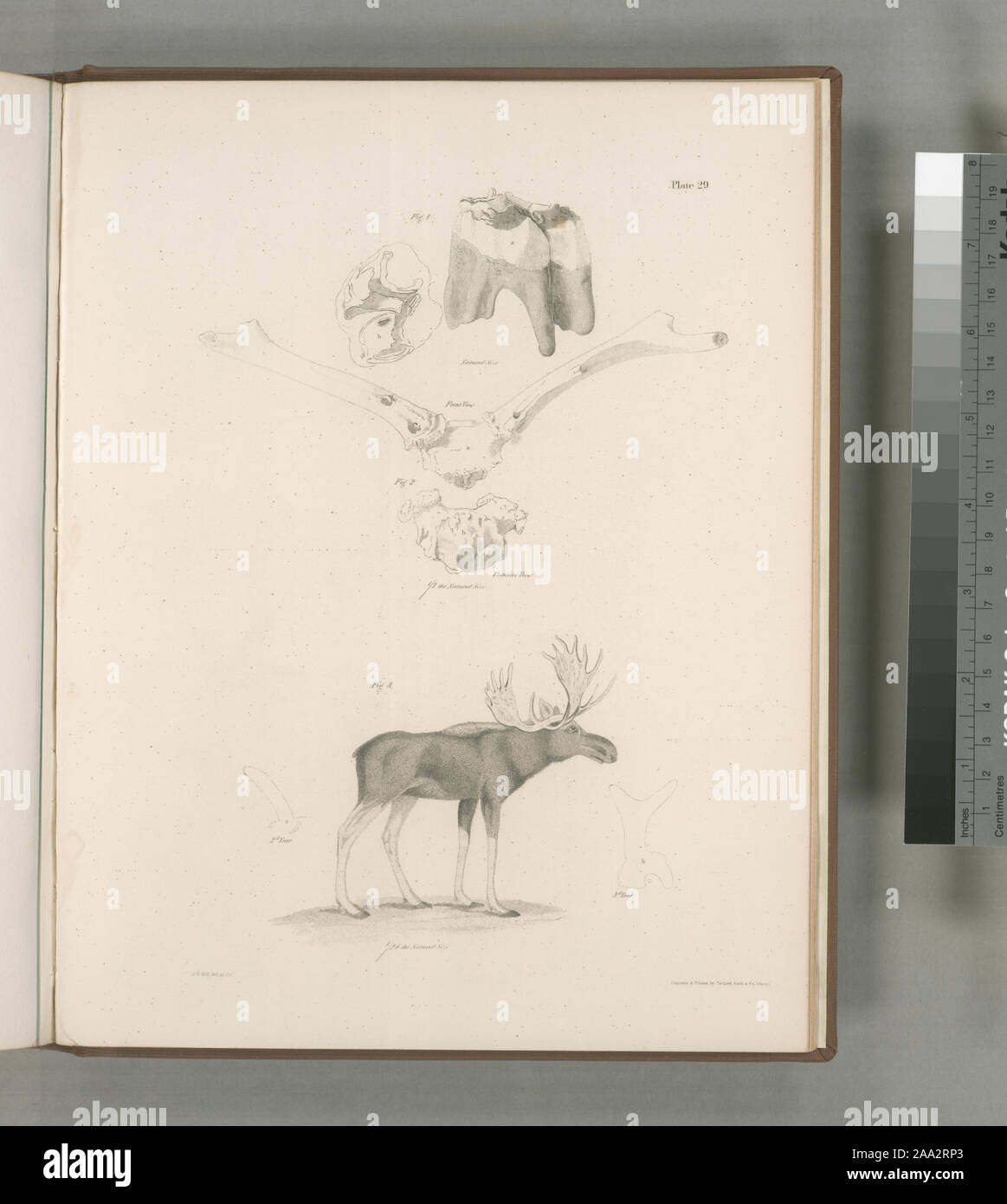 1. The Fossil Stag, skull, horns and teeth, (Elaphus americanus). 2 ...