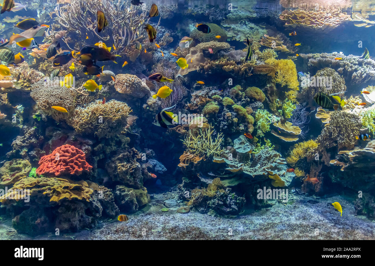 submerge coral reef scenery including lots of colorful fishes Stock ...