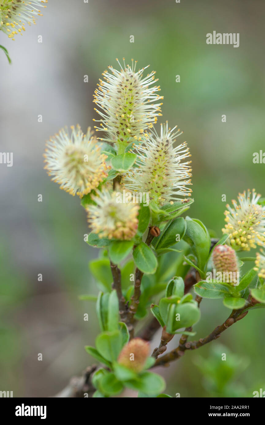 Salix spec hi-res stock photography and images - Alamy
