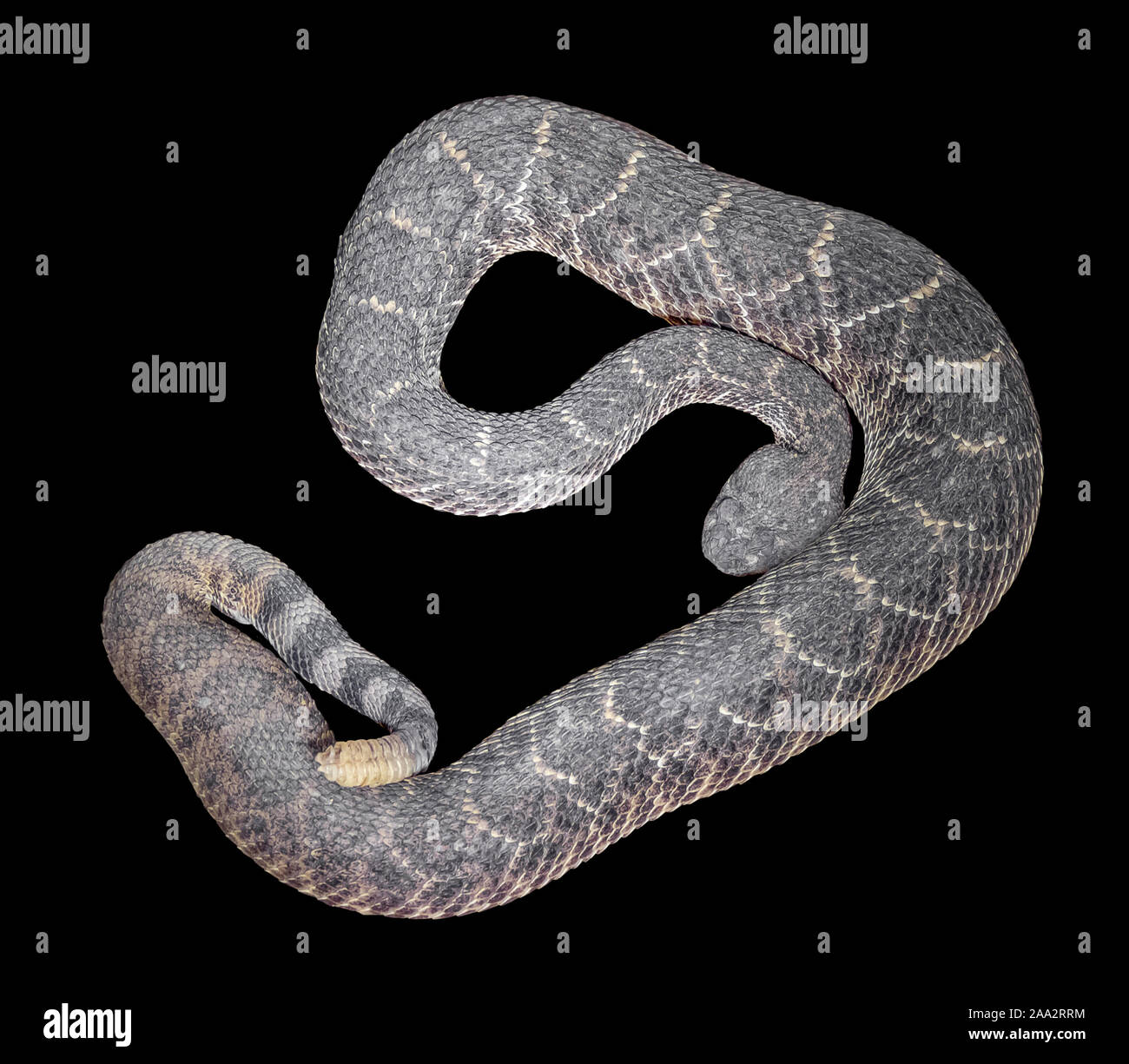 a Western diamondback rattlesnake isolated in black back, seen from ...