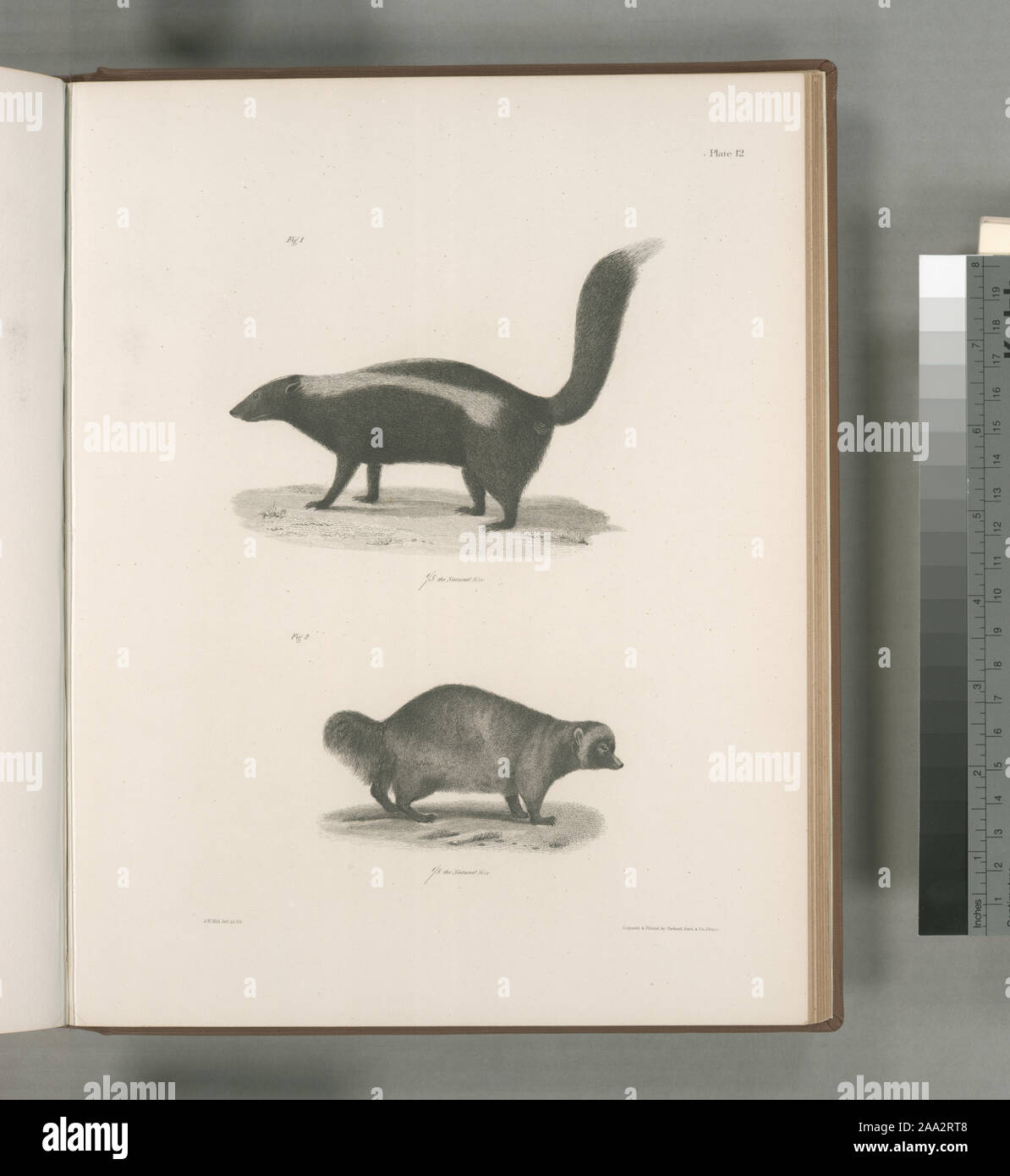 1. The Skunk (Mephitis americana). 2. The Wolverene (Gulo luscus).; 1 ...