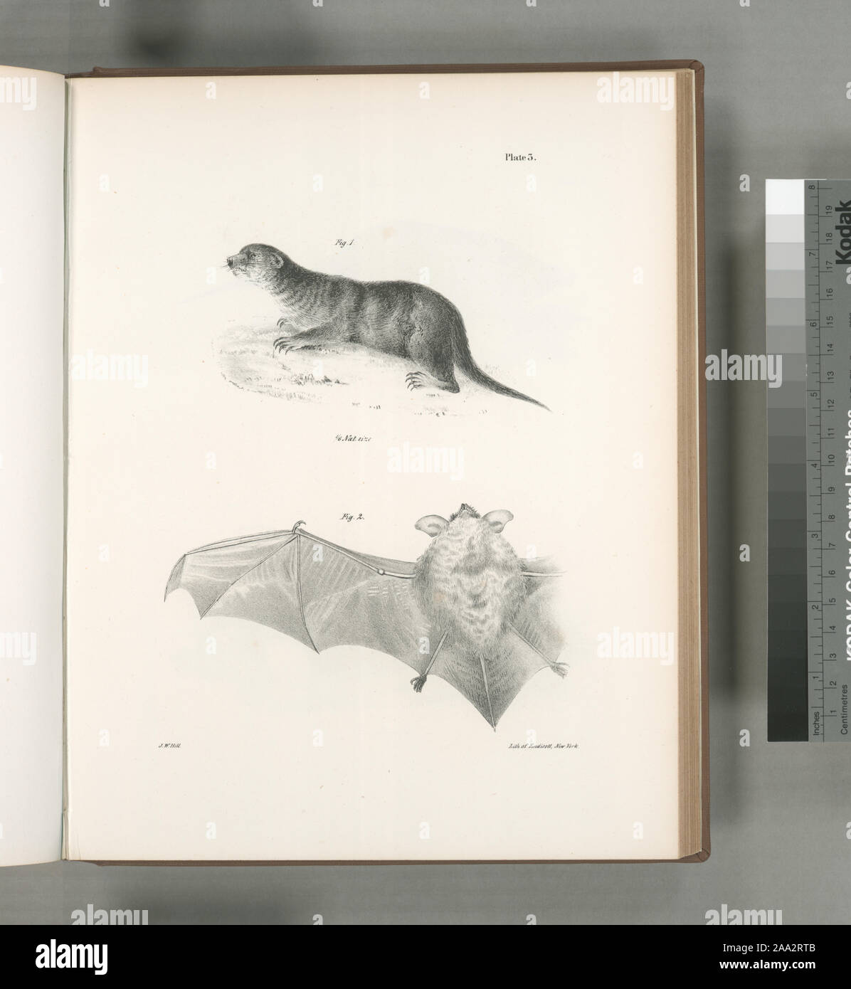 1. The North American Otter (Lutra canadensis). 2. The Little Brown Bat ...