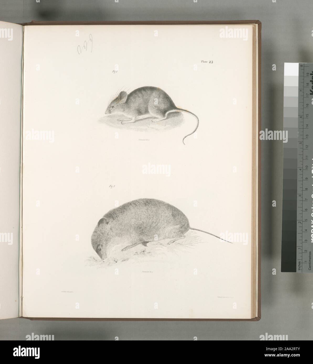 Meadow jumping mouse hi-res stock photography and images - Alamy