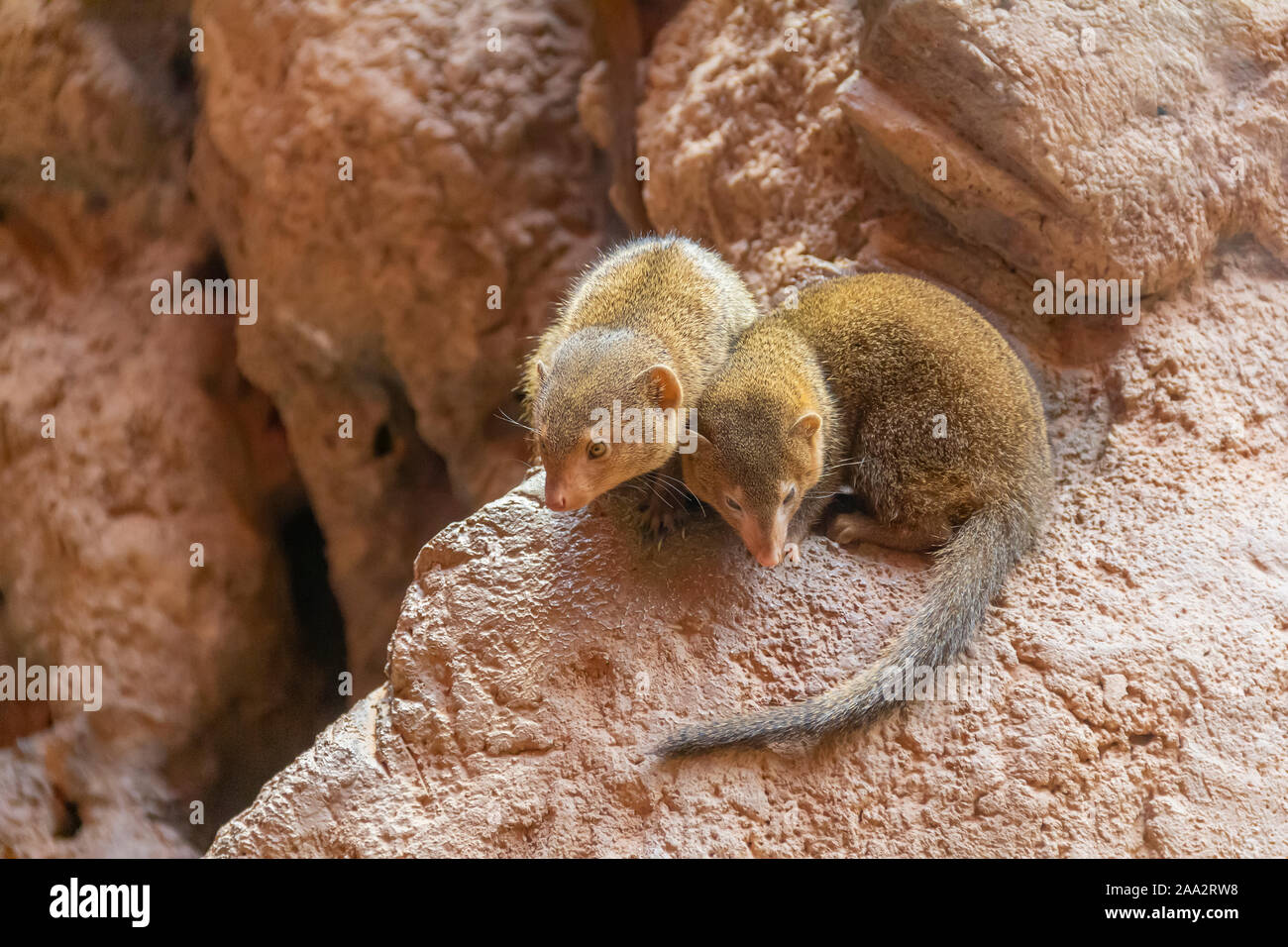 Rock hyrax group hi-res stock photography and images - Alamy
