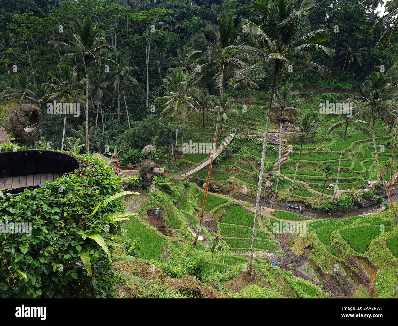 View of the rice terraces at Alas Harum, Gianyar, Bali, Indonesia Stock ...
