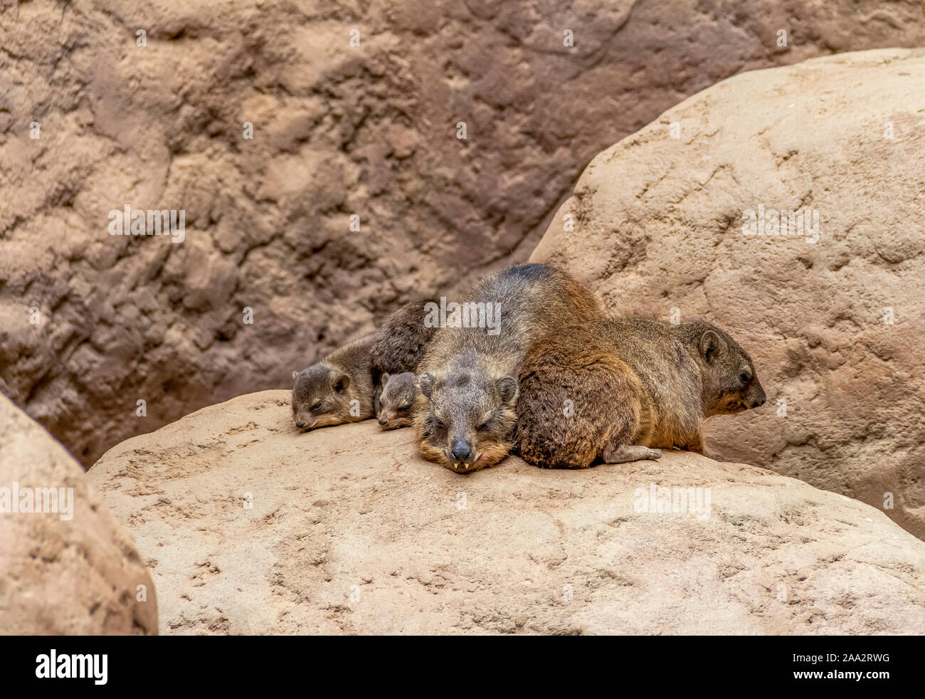 Rock hyrax group hi-res stock photography and images - Alamy