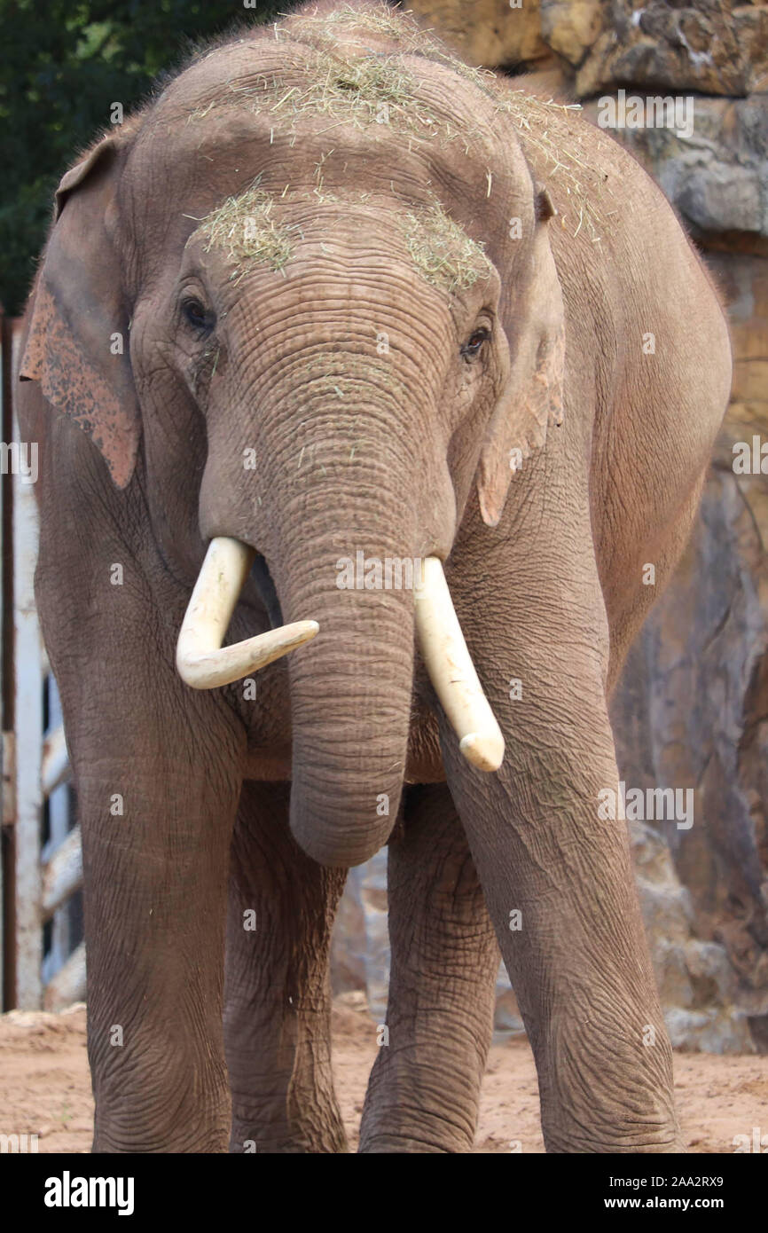 Male Asian Elephant, Aung Bo (Elephas maximus Stock Photo - Alamy