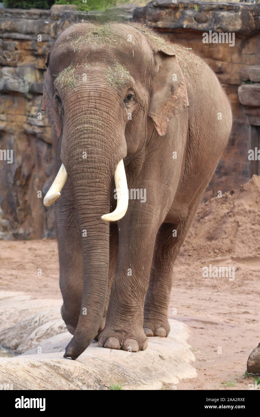 Male Asian Elephant, Aung Bo (Elephas maximus Stock Photo - Alamy