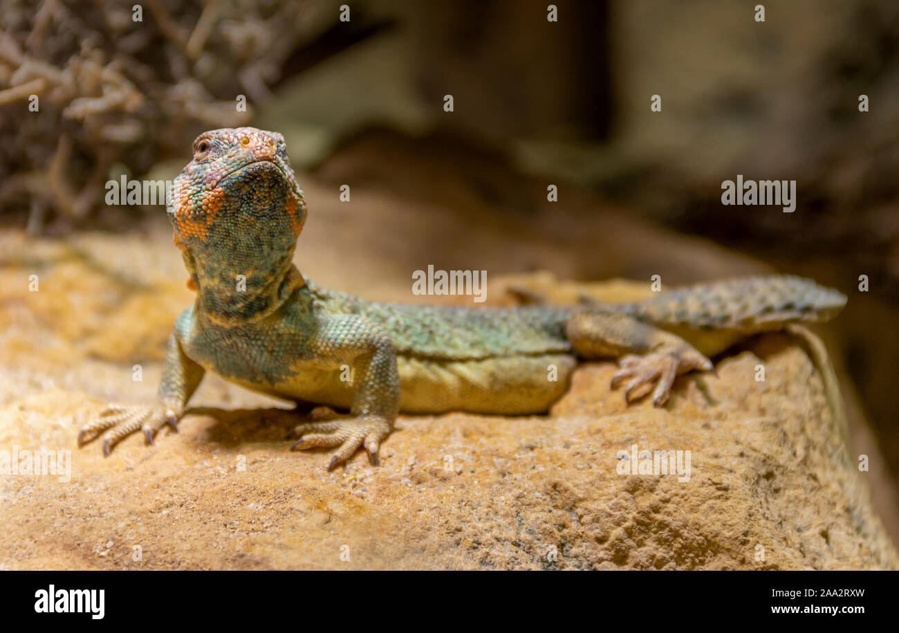 Oman spiny tailed agama hi-res stock photography and images - Alamy