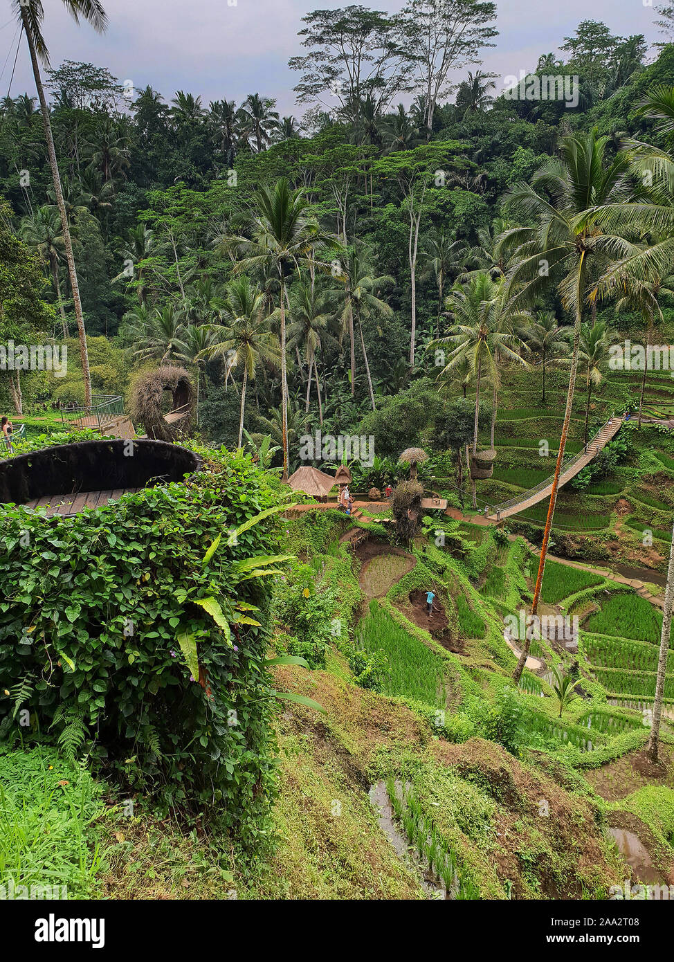 View of the rice terraces at Alas Harum, Gianyar, Bali, Indonesia Stock ...