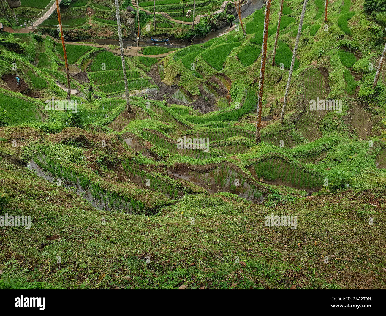 View of the rice terraces at Alas Harum, Gianyar, Bali, Indonesia Stock ...