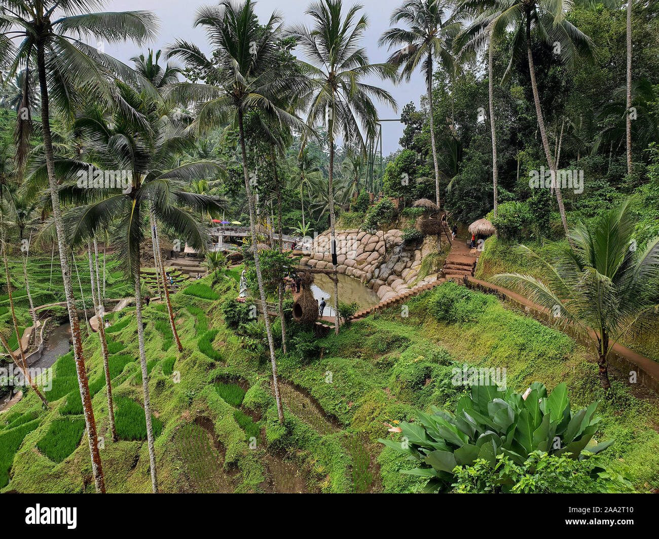 View of the rice terraces at Alas Harum, Gianyar, Bali, Indonesia Stock ...