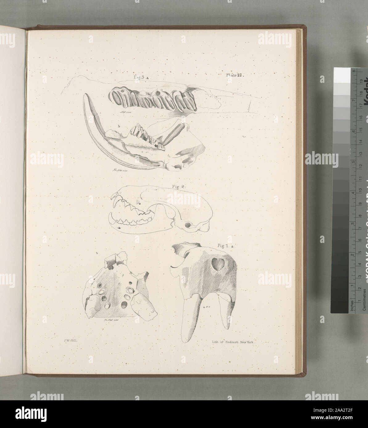 1, a. Skull of the Morse (fossil), seen nearly in front, (Trichecus ...