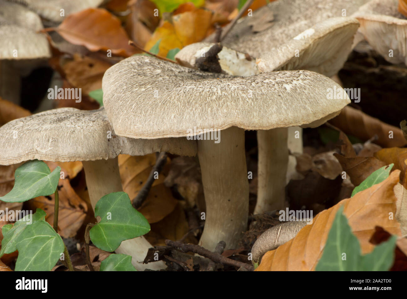 Group of toadstools in woodland, Beech Knight, Tricholoma sciodes ...