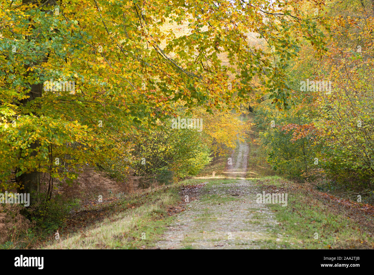 Stane Street, Roman Road, Eartham Wood, Common Beech trees in autumn ...